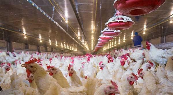 Lighting Connectors for horticulture and livestock